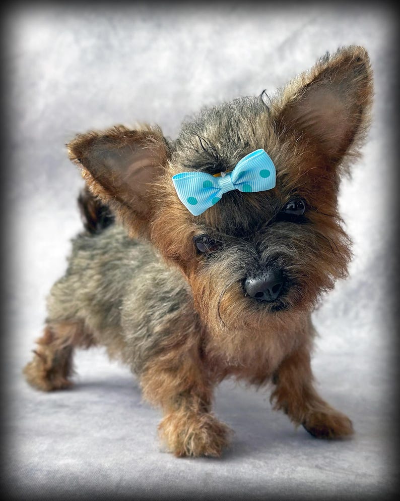 Realistic Yorkie Replica, Yorkie Puppy, Pet Portrait, Mohair Puppy ...