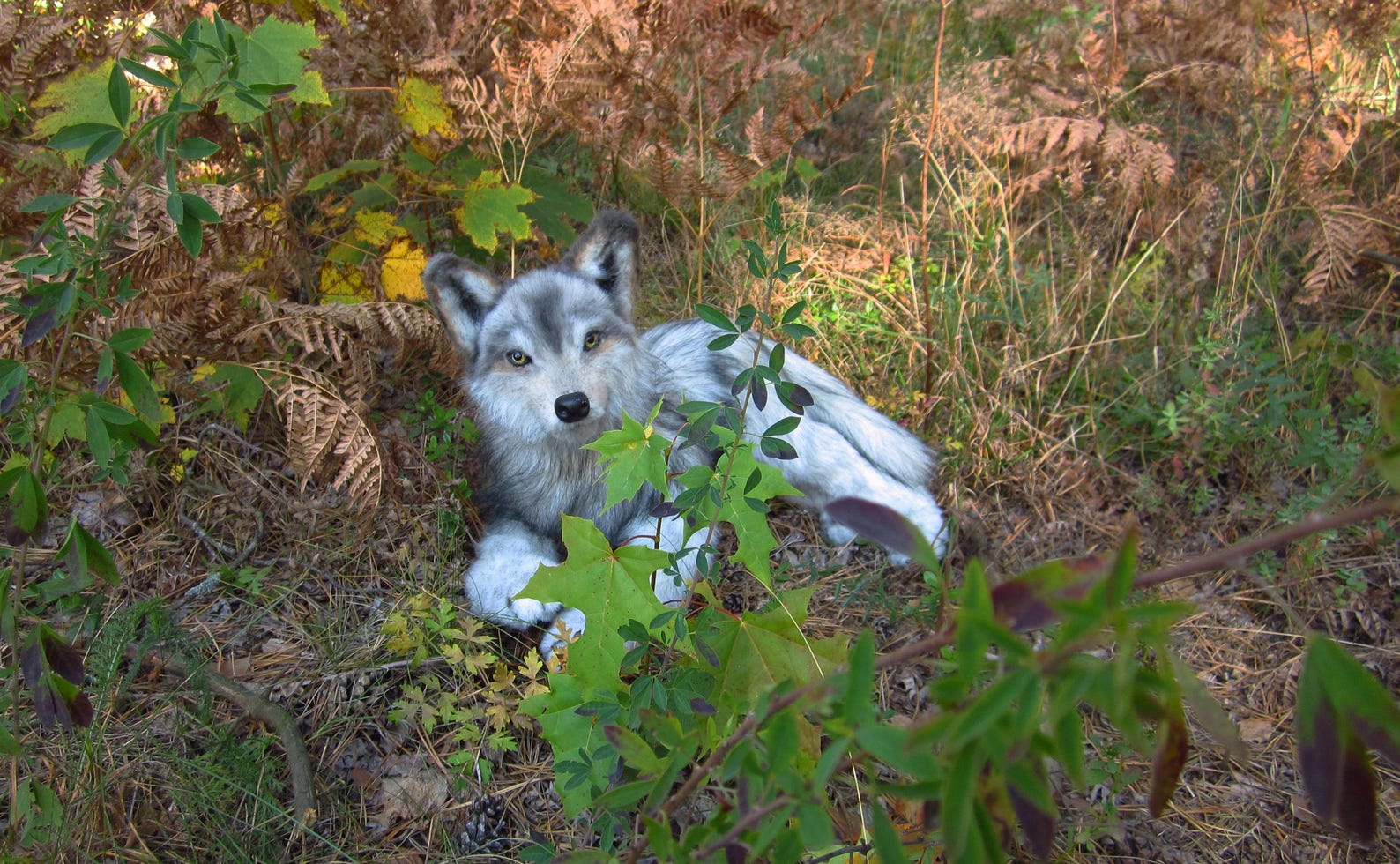 Realistic Plush Wolf Portrait Plush Collectible Pet Toys Replica for ...