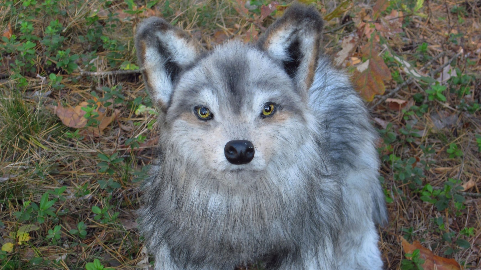 Realistic Plush Wolf Portrait Plush Collectible Pet Toys Replica for ...