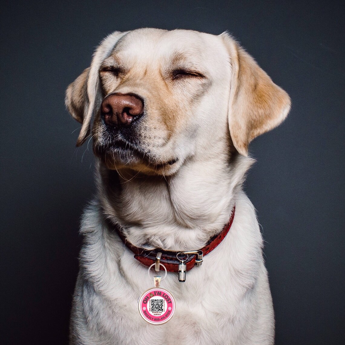 Scannable QR Code ID Tag for Cats & Dogs, Powered by Pethub - Etsy