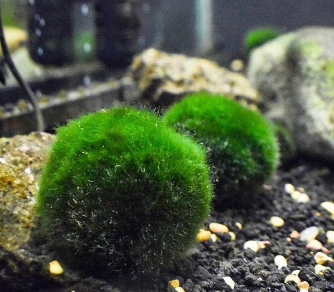 2 Large Live Moss Pebble Balls for Aquariums Decorative Green Algae ...