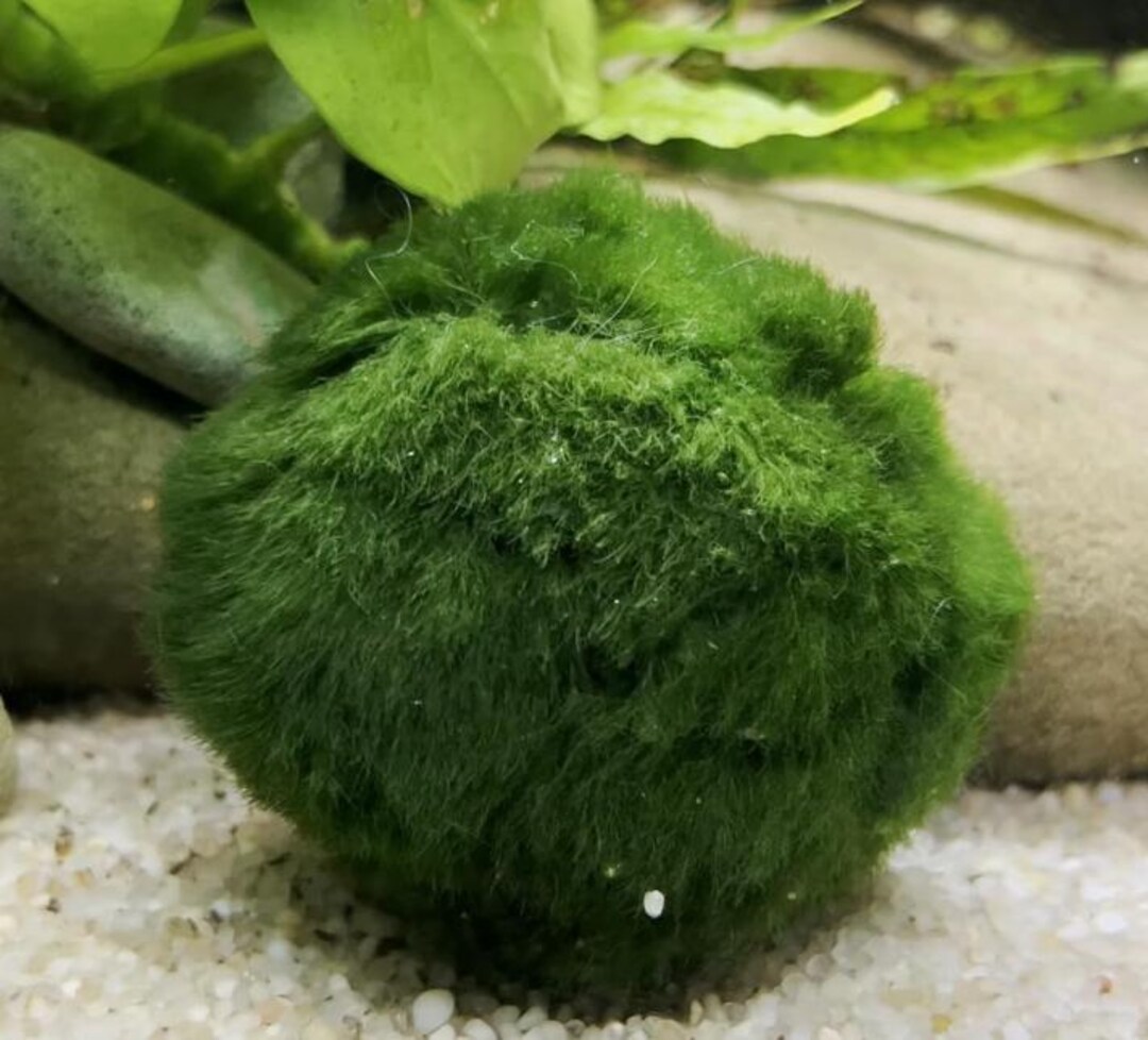 5 Large Live Moss Pebble Balls for Aquariums Decorative Green Algae ...