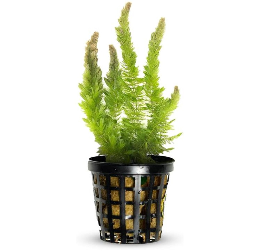 Live Aquarium Hornwort Coontail Fast-growing, Easy-care Aquatic Plant ...