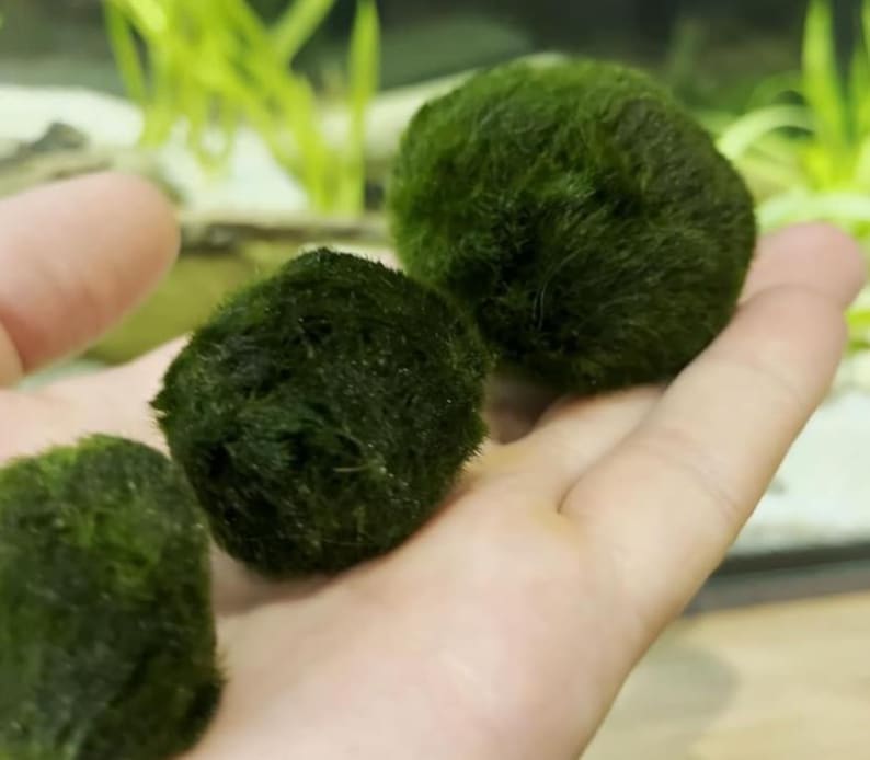 5 Large Live Moss Pebble Balls for Aquariums Decorative Green Algae ...