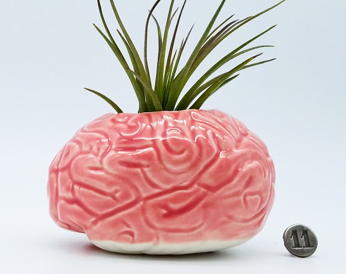 Medium - Pink Brain Bud Vase/ Succulent Planter- Psychology, Brain ...