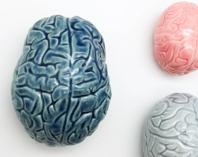 Large Blue Brain Wall Sculpture Psychology Nerd Geek Body Parts Dried ...