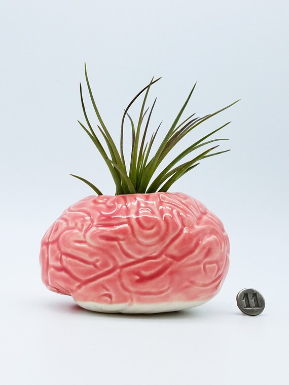 Medium Pink Brain Bud Vase/ Succulent Planter Psychology | Etsy
