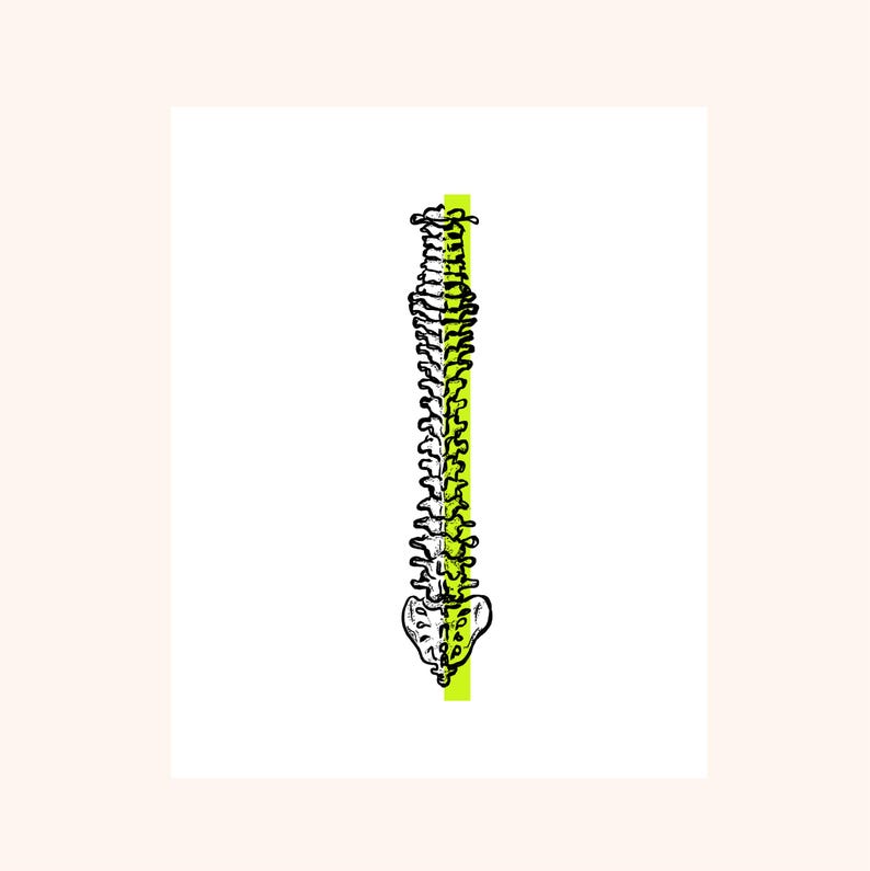 Spine Anatomy Print | Home Decor | Wall Art | Printable | Body Poster ...