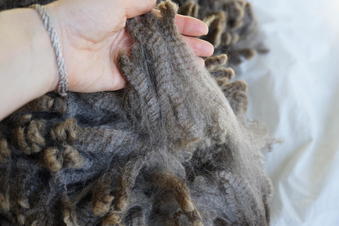 Australian Corriedale Fleece Coloured Wool, Greasy, Shades of Grey ...