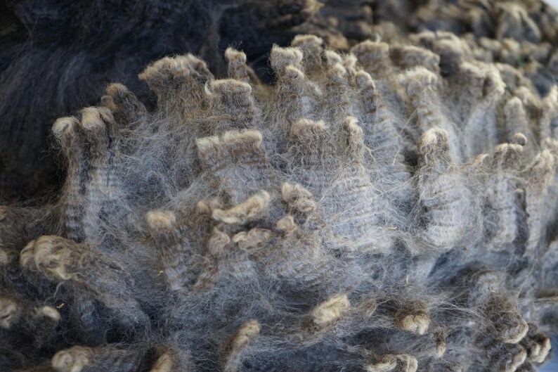 Australian Corriedale Fleece Coloured Wool, Greasy, Shades of Grey ...