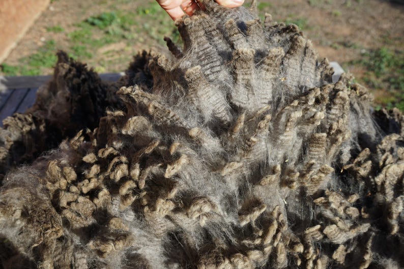 Australian Corriedale Fleece Coloured Wool, Greasy, Shades of Grey ...
