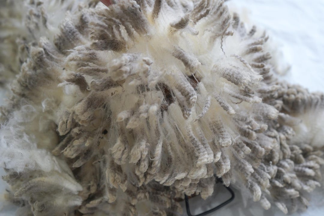 Corriedale Raw Fleece/ 7-9 Cm Staple / Natural White / Greasy Unwashed ...