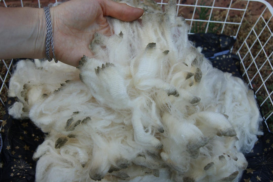 Merino Fleece Extra Fine Australian Wool, 200g, Greasy Unwashed, 10-12 ...