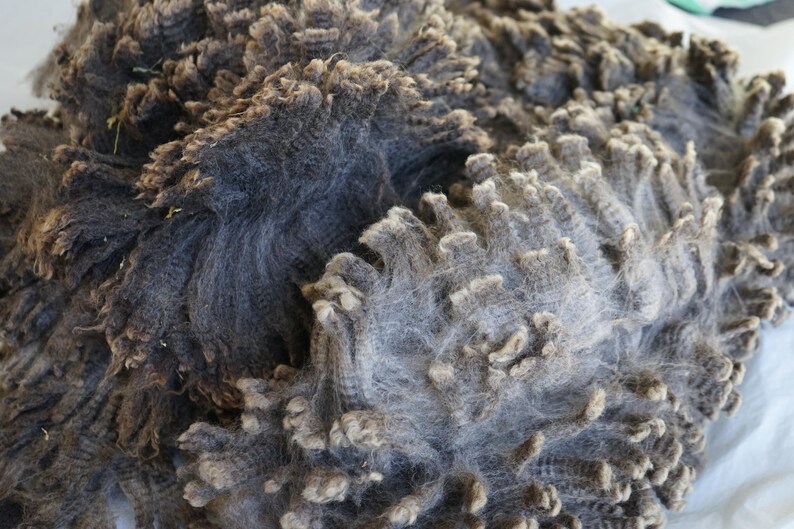 Australian Corriedale Fleece Coloured Wool, Greasy, Shades of Grey ...