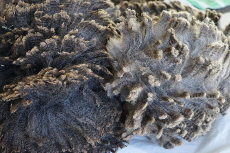 Australian Corriedale Fleece Coloured Wool, Greasy, Shades of Grey ...
