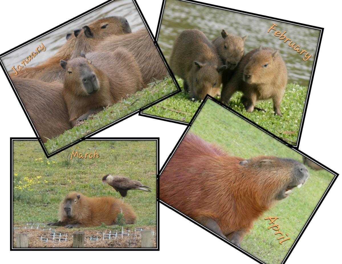 Capybara Calendar Desk and Wall Options Do 2025 Right With Adorable ...