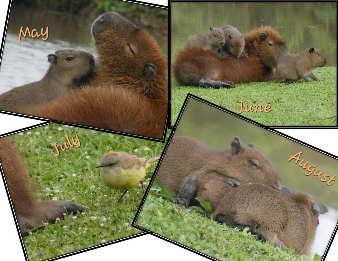 Capybara Calendar Desk and Wall Options Do 2025 Right With Adorable ...