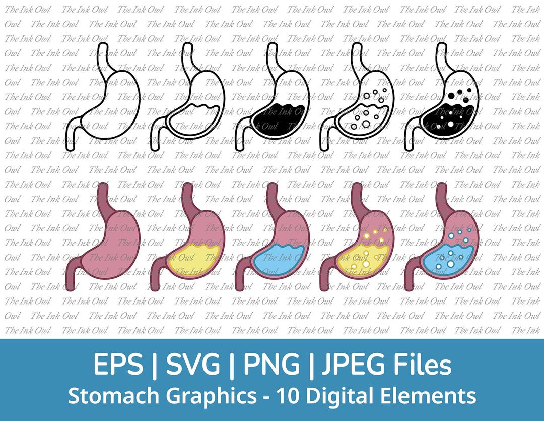 Stomach Svg Vector Clipart / Outline, Stamp Silhouette & Color ...