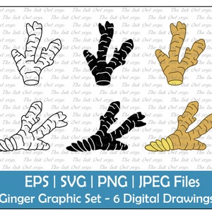 Ginger Vector Clipart Set / Outline & Stamp Drawing - Etsy