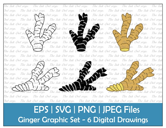 Ginger Vector Clipart Set / Outline & Stamp Drawing - Etsy