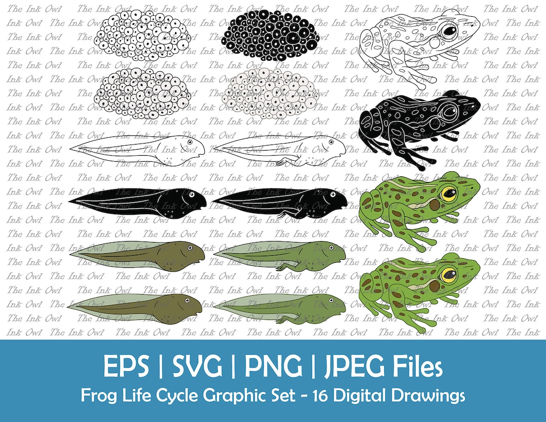 Frog Life Cycle With Frog, Eggs and Tadpoles - Vector Clipart Set ...