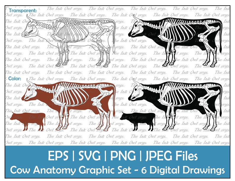 Cow Skeleton Anatomy With Body Vector Clipart Set / Outline - Etsy