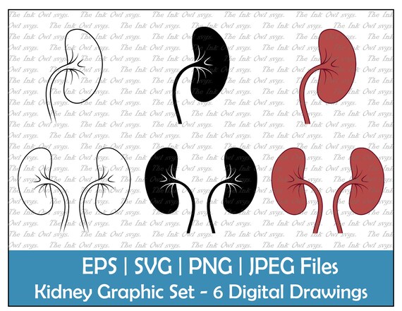 Kidney Organ Vector Clipart Set / Outline & Stamp Illustration | Etsy