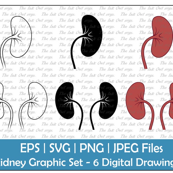 Human Kidney Png - Etsy