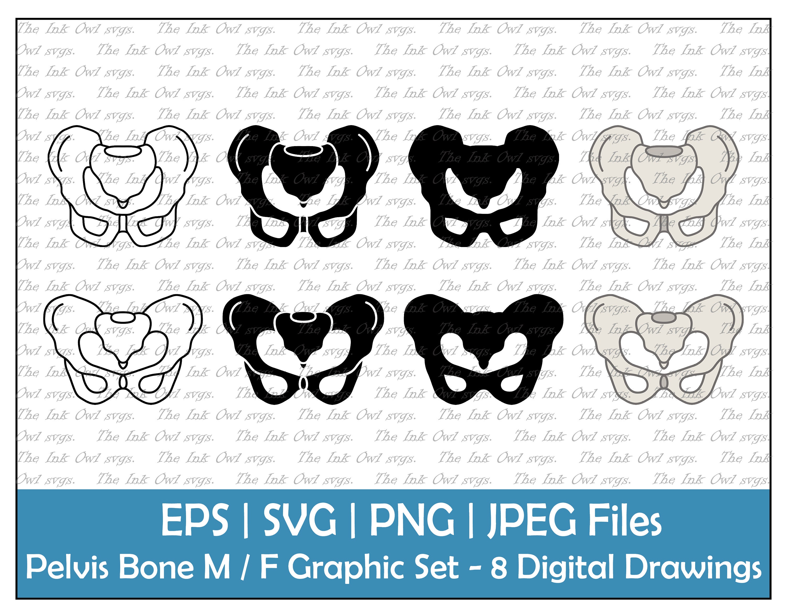 Pelvis Bone Male and Female Vector Clipart Set / Outline & Stamp ...