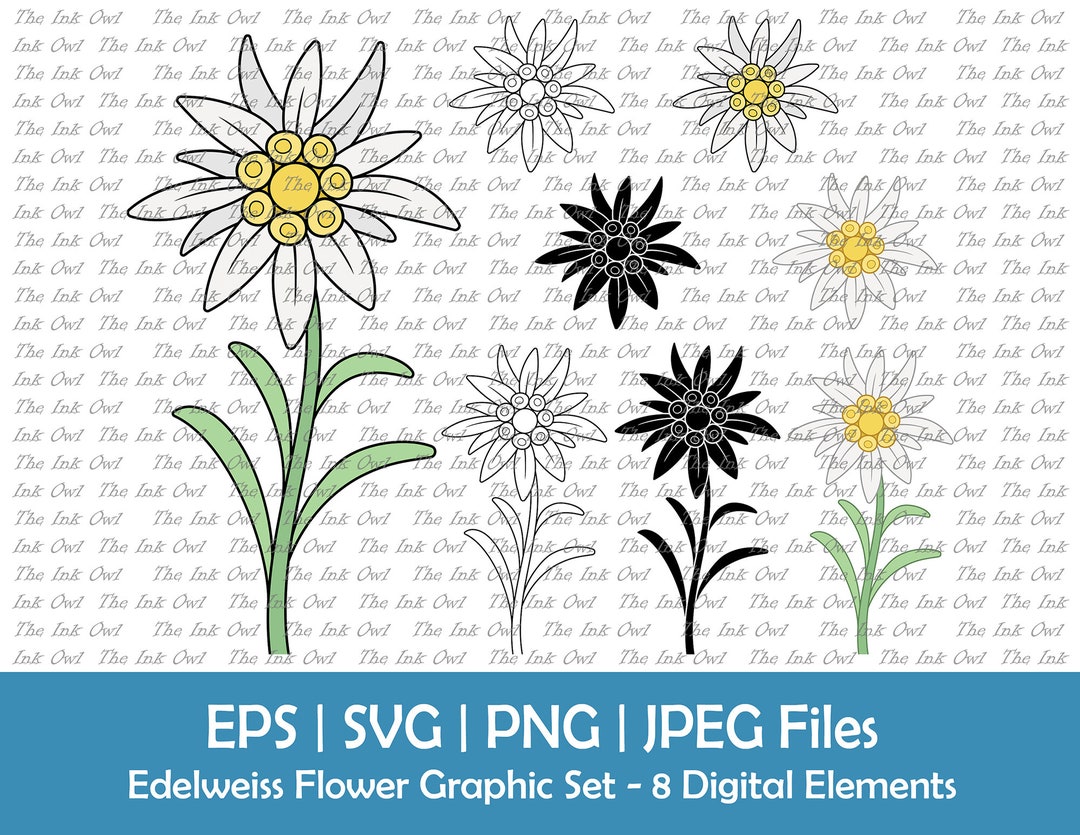 Edelweiss Flower Vector Clipart / Outline, Silhouette & Color Drawing ...