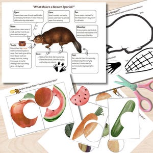Beaver Nature Study Printable, Homeschool Montessori Science Flashcards ...
