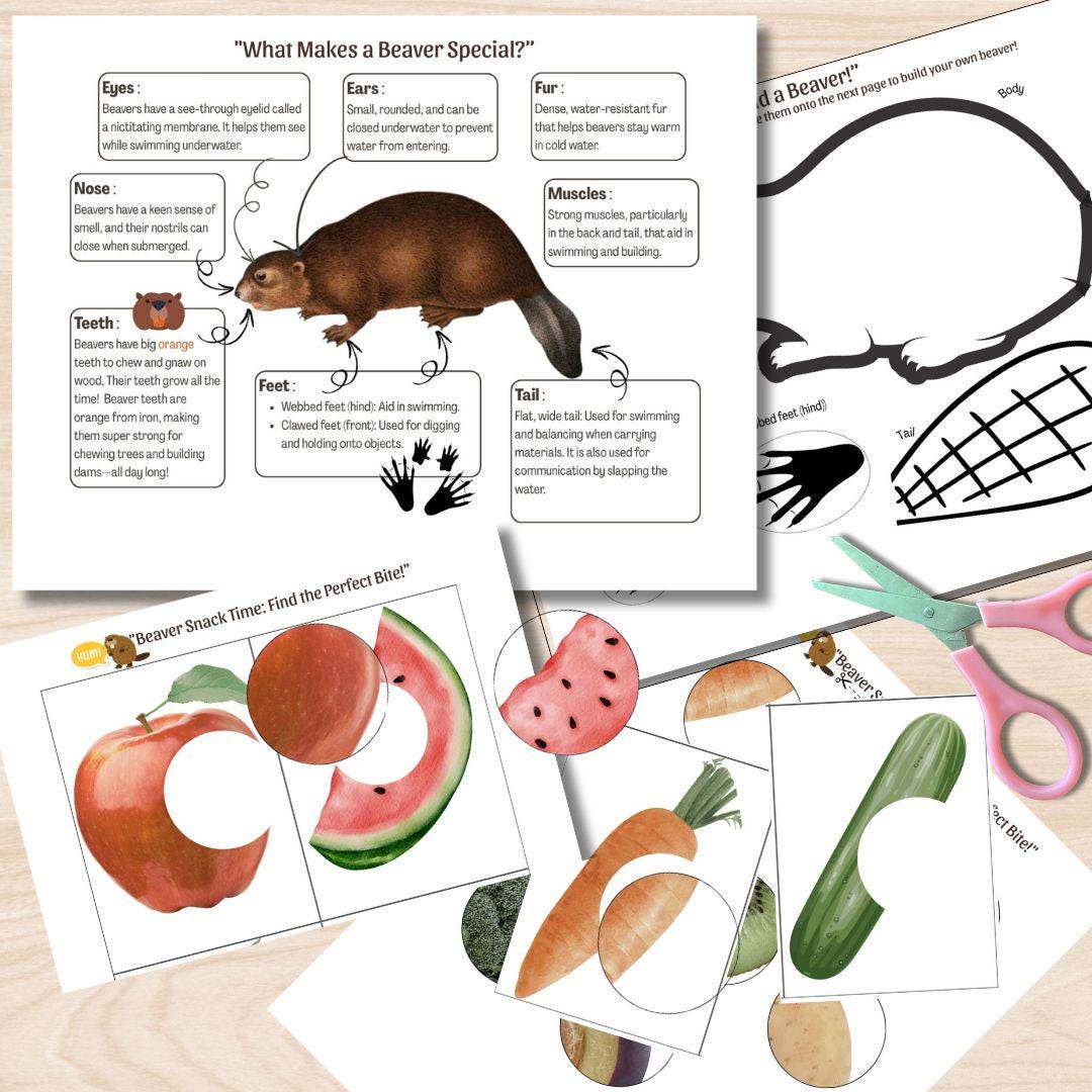 Beaver Morning Basket Printable: Nature STEM Activities , Flash Card ...