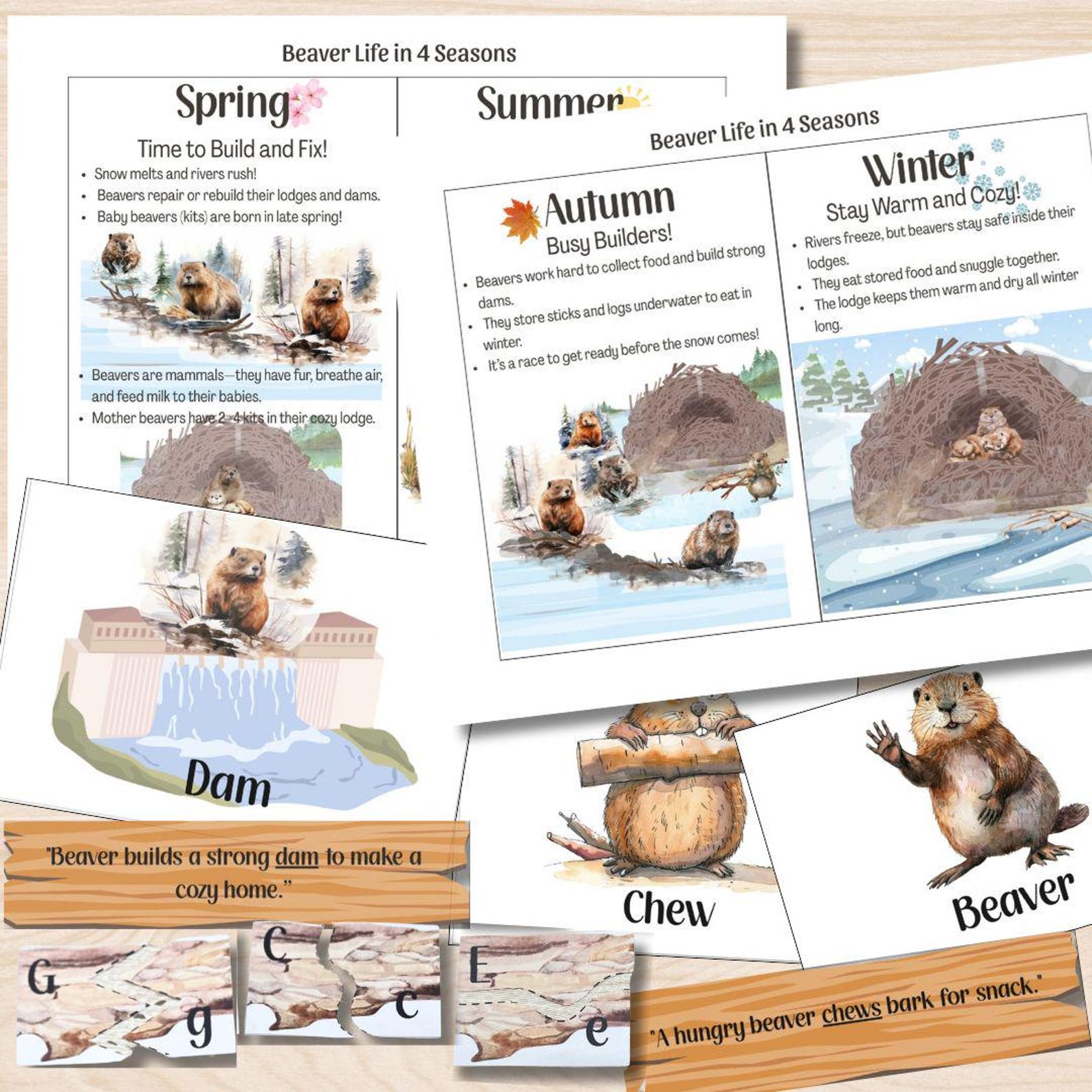 Beaver Nature Study Printable, Homeschool Montessori Science Flashcards ...