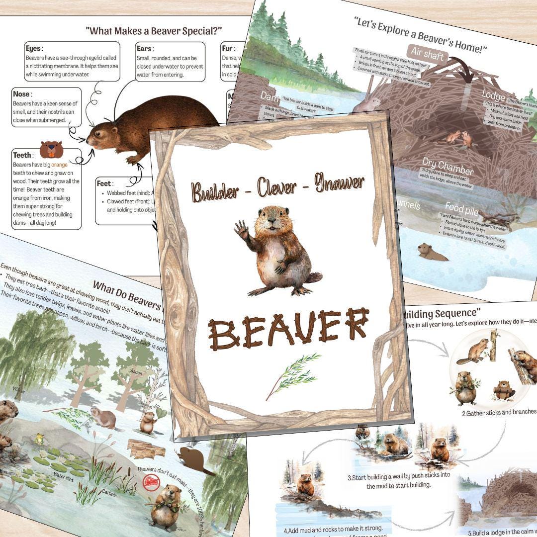 Beaver Morning Basket Printable: Nature STEM Activities , Flash Card ...