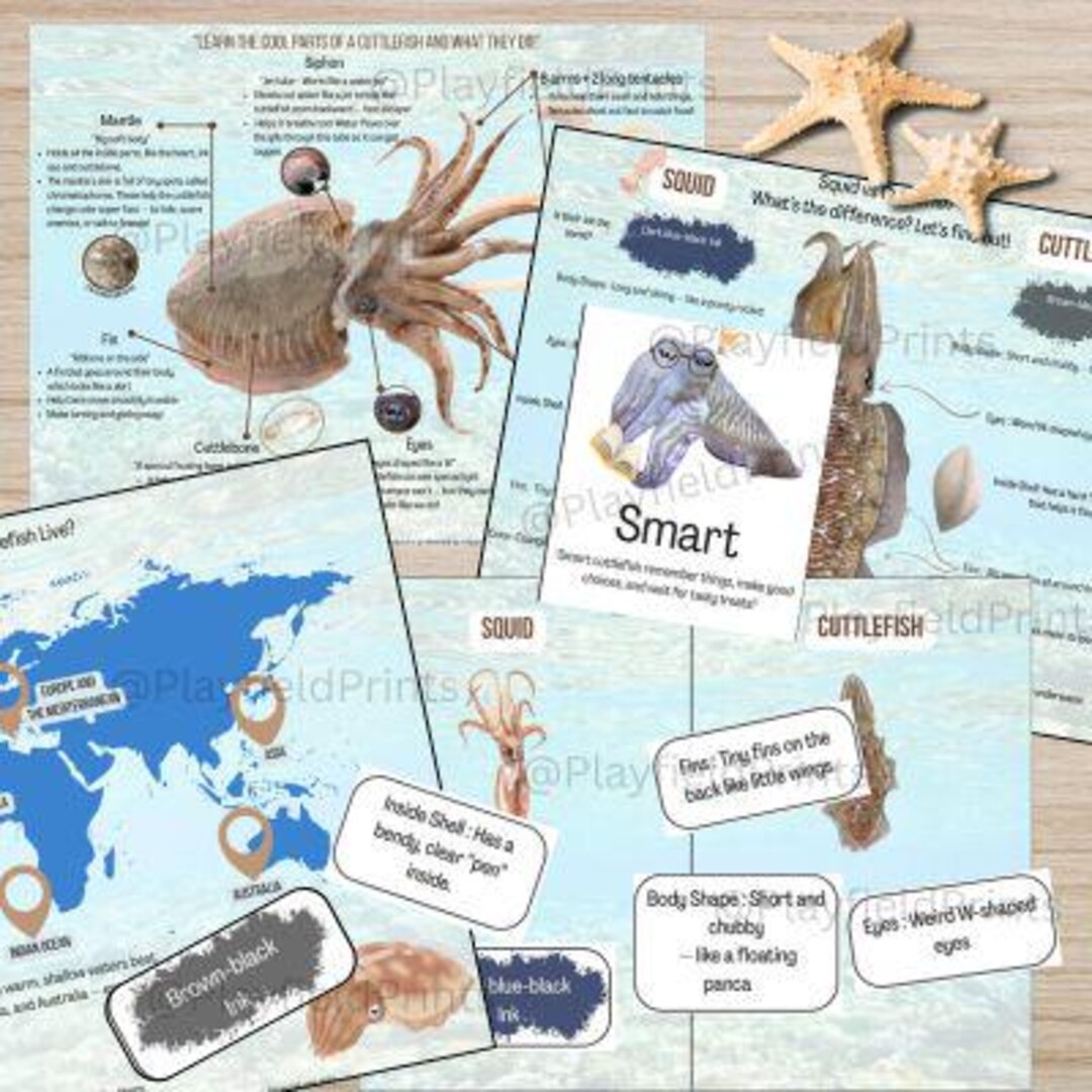 Cuttlefish Prints STEM Printable Morning Basket Activities for Kids ...