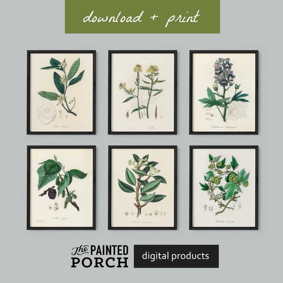 Set of 6 Botanical Prints Instant Download Printable | Etsy