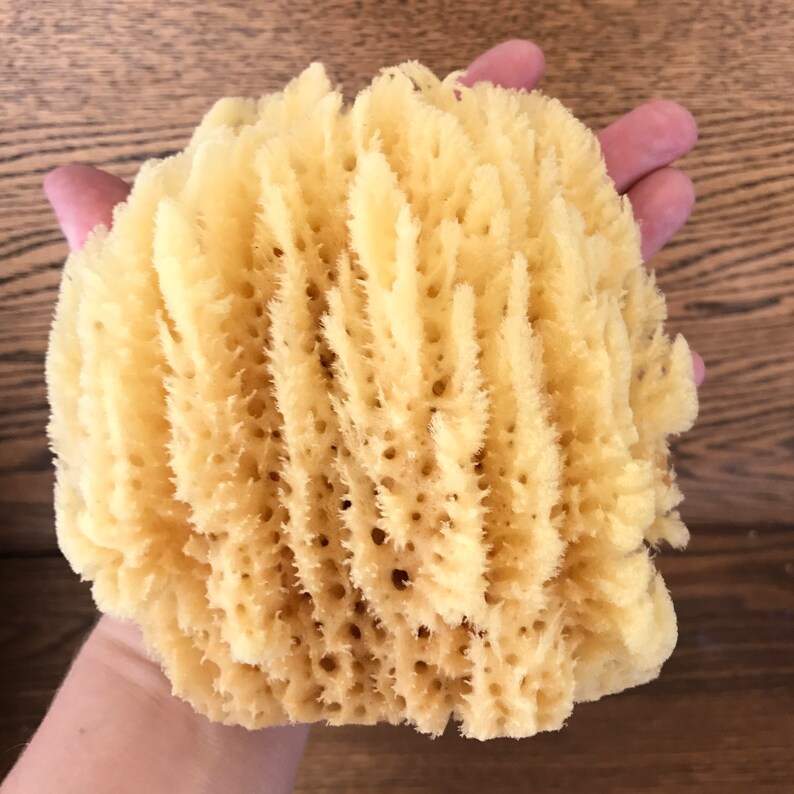 BULK 5pc SEA Sponge, 4"-5" Size, Natural, Yellow, Bath, Cosmetic, Soap ...