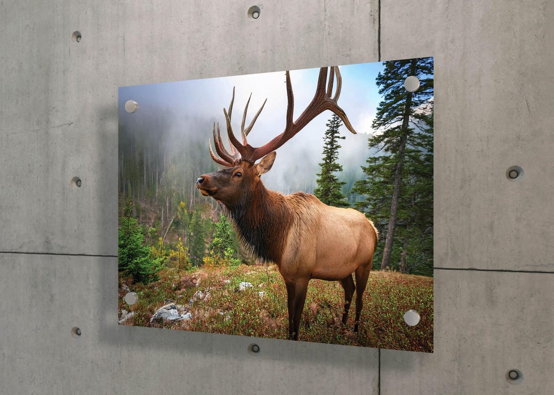 Forest Crown – Elk in the Cascade: Antler Elk Decor - Wildlife Wall Art ...