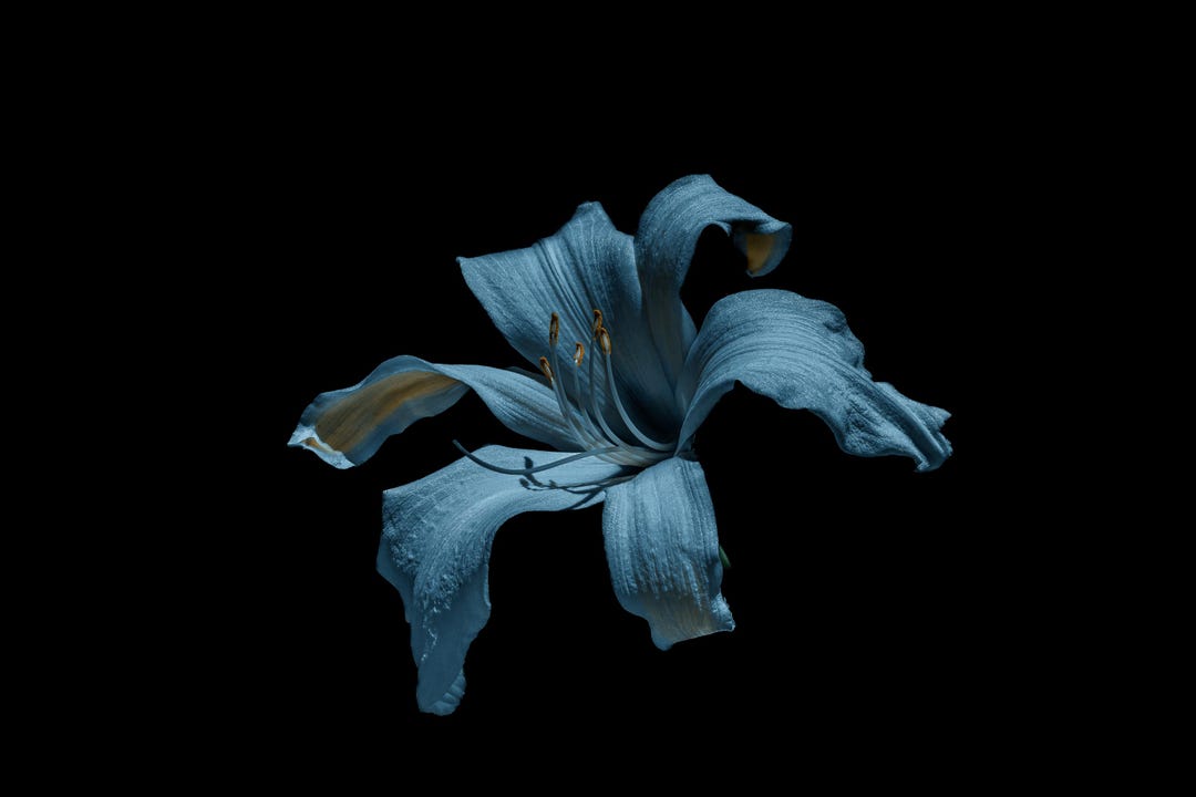 Light Blue Lily | Elegant Digital Flower Art (download) - Etsy