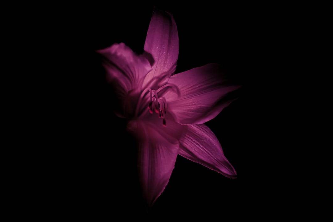 Runaway Bloom — “silent Ivory Pink” - Etsy