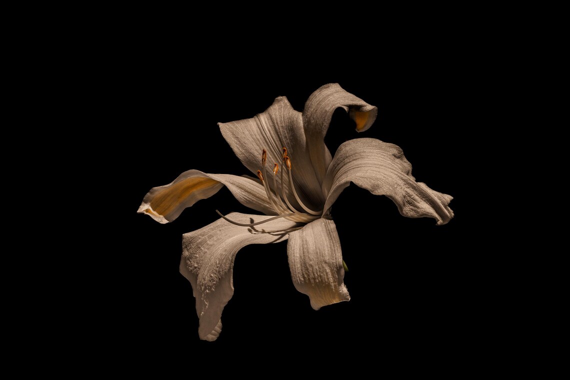 Lily | Minimalist Digital Flower Art (download) - Etsy