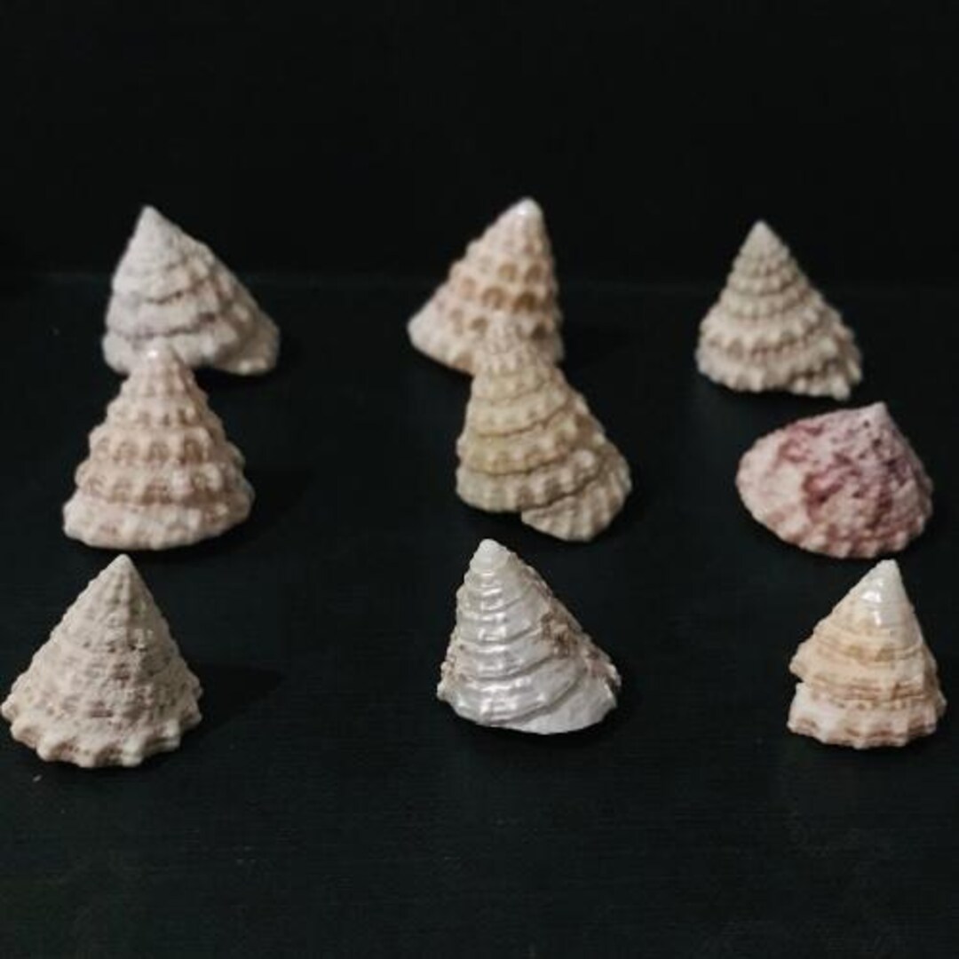 Lot of Indonesian Trochus Shells Collection, Decoration, Aquarium or ...