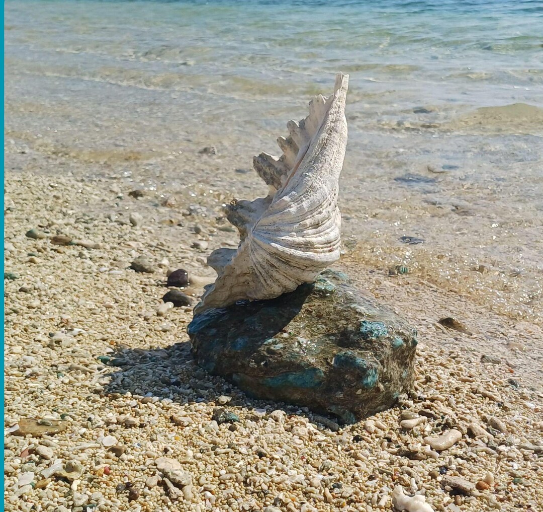 Giant Clam Shell Authentic Holy Water Clam Collection, Decoration or ...