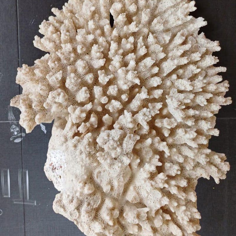 Large White Coral - Etsy