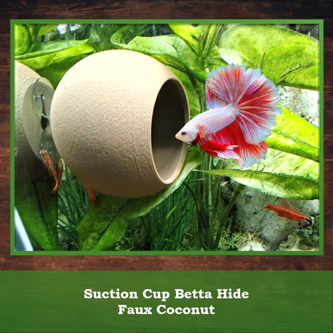 Faux Coconut Aquarium Hide: Betta Fish Shelter With Suction Cups - Etsy