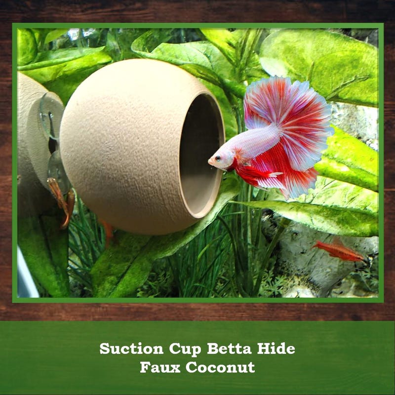 Betta Hideout Ceramic - Etsy UK
