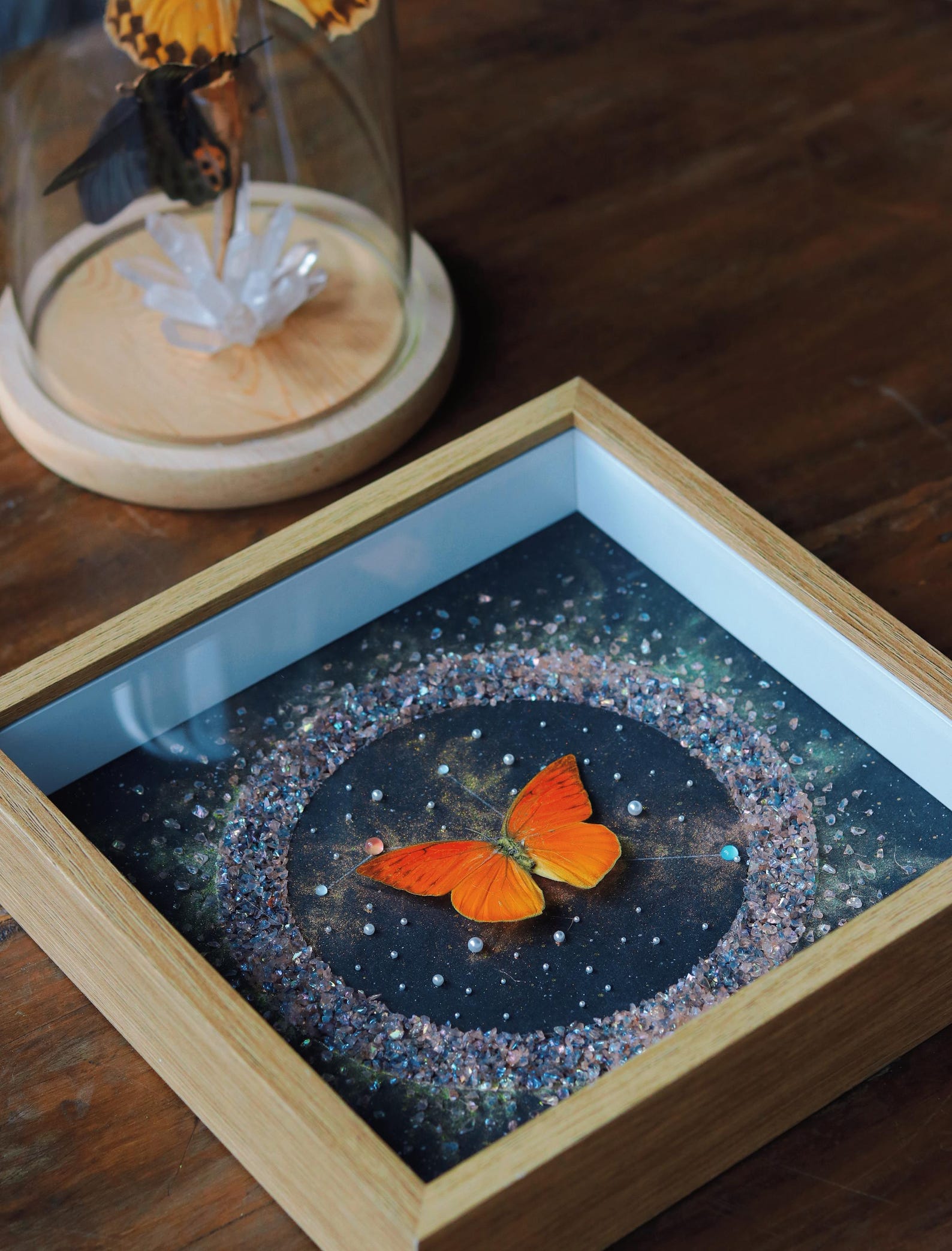Real Framed Butterfly, Insect Shadow Box, Real Butterfly Specimen ...