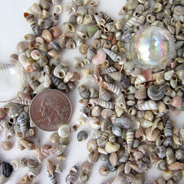 Tiny Seashells - Etsy