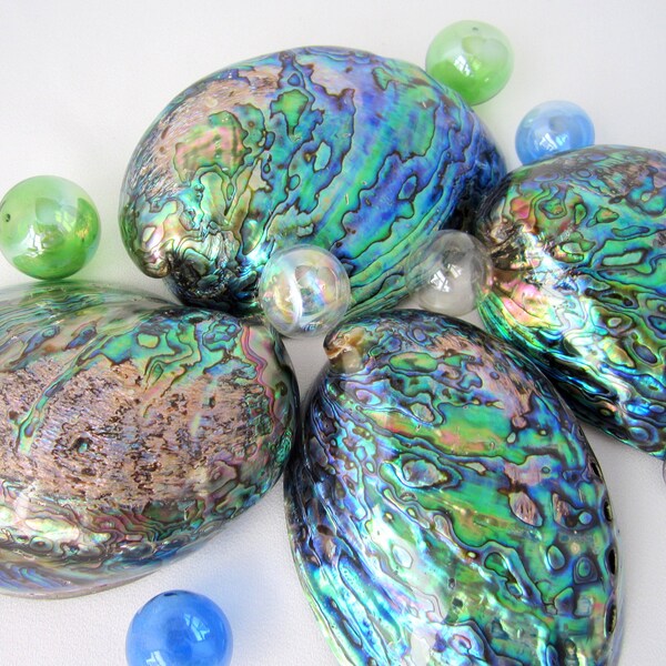 Blue Abalone Shell - Etsy