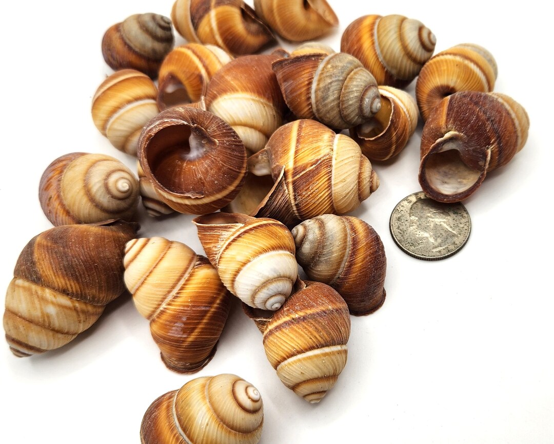 15 PC Tree Snail Shells, Striped Brown Tree Snail Seashells, Beach ...